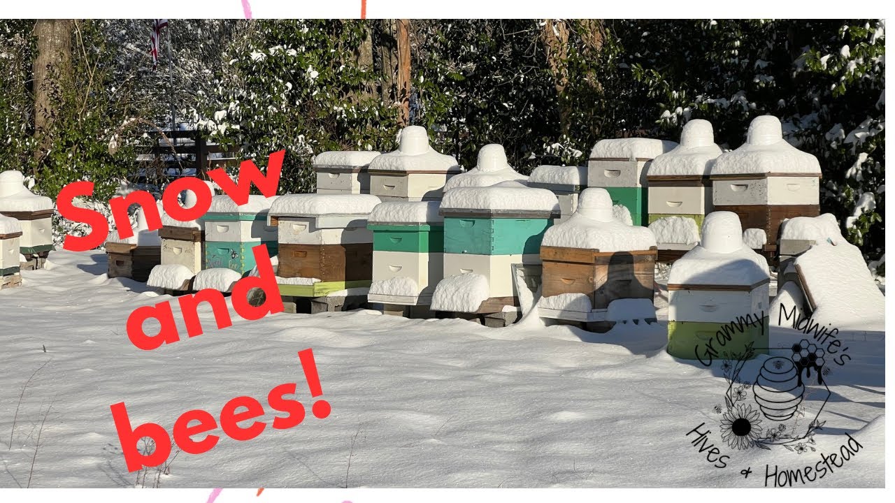 How are the bees? South Alabama SNOWMAGEDDON 2025 - YouTube