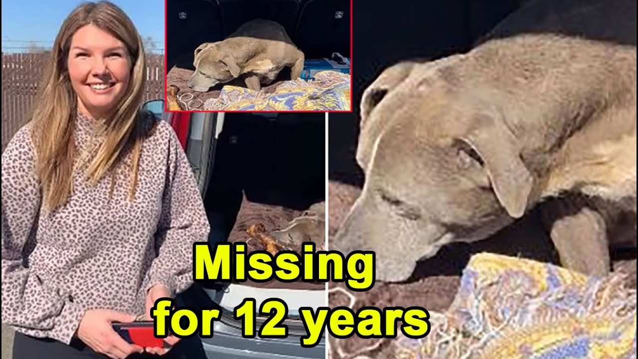 Missing dog Zoey reunited with owners after 12 years - YouTube