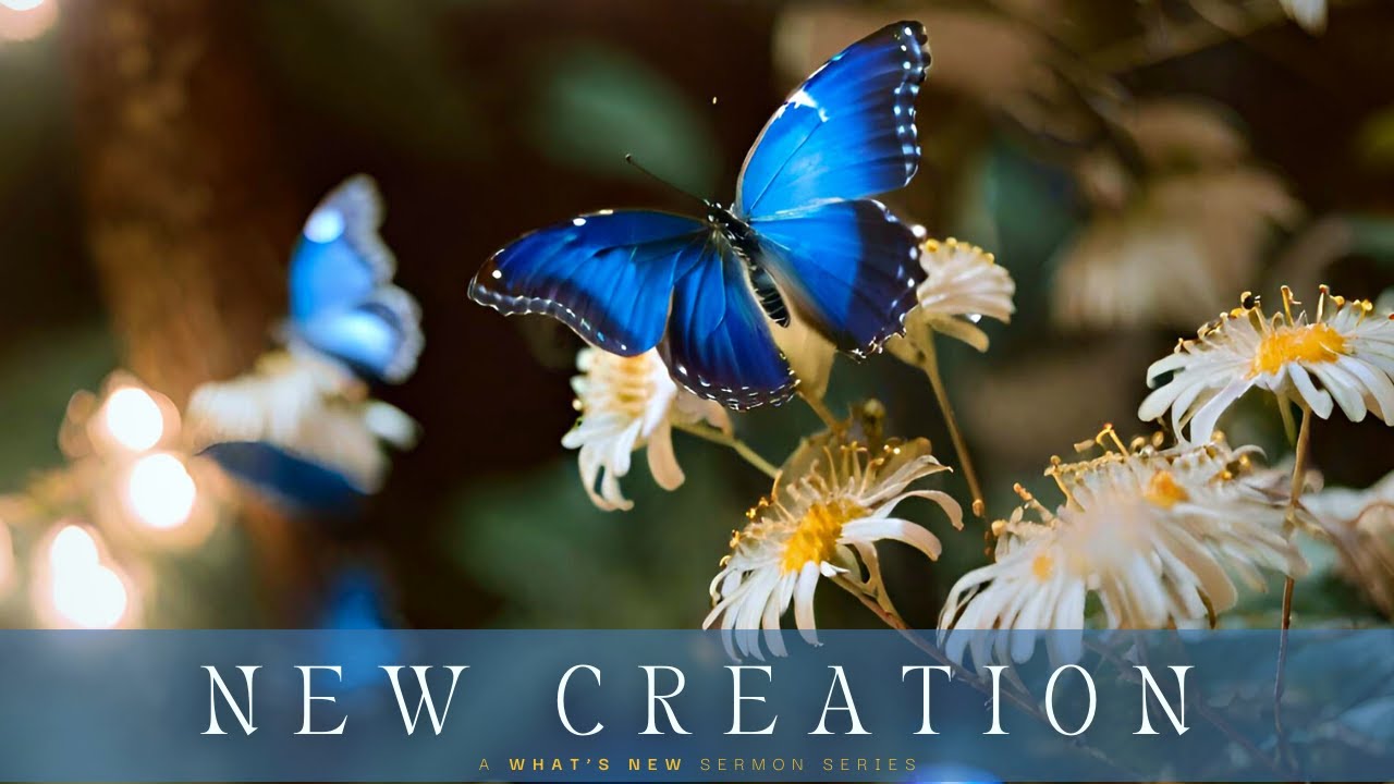 What's New? New Creation | Message from Pastor Julie Marxhausen | New ...