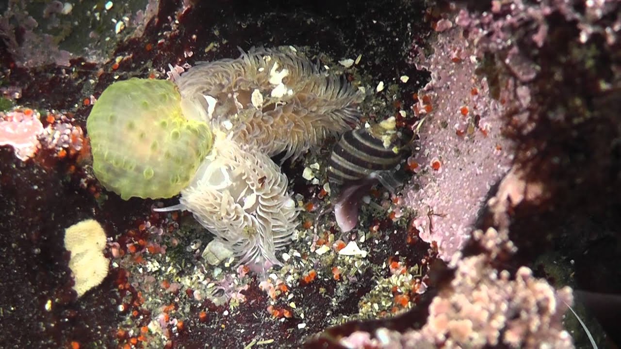 Shagrug Aeolid Nudibranchs Eating an Aggregating Anemone - YouTube