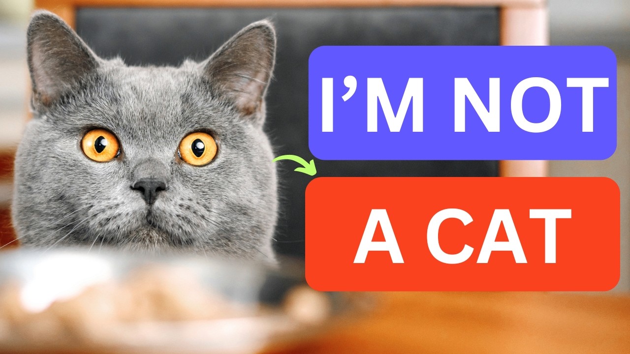 The 10 Ways Your Cat is Probably Human - YouTube
