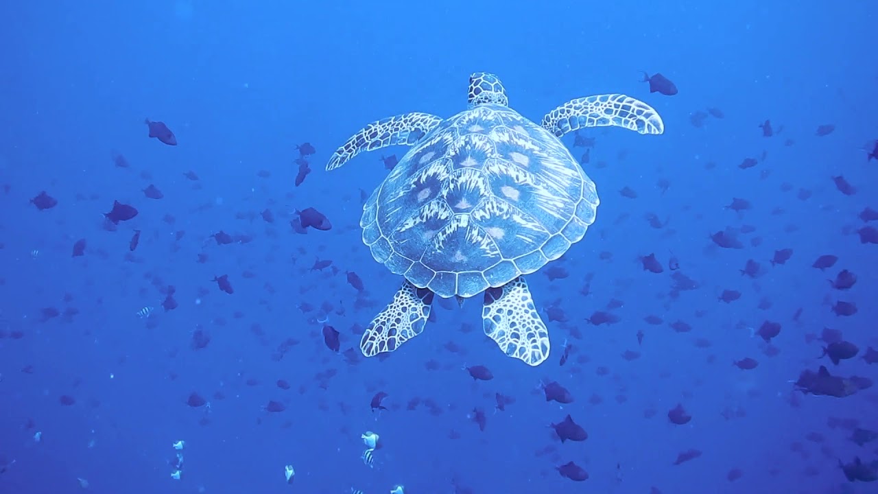 Purple Water Maria Alejandra Orbit by Juan de la Luz - YouTube