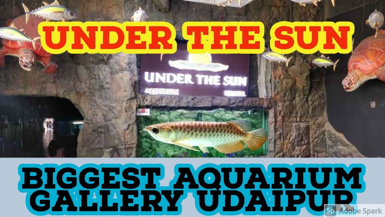 Biggest Aquarium Gallery In India | Under The Sun Aquarium In Udaipur ...