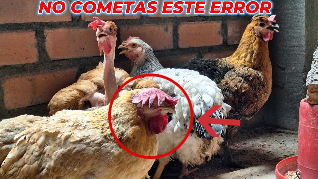 ¿Por que se pone la cresta morada en las gallinas? - YouTube