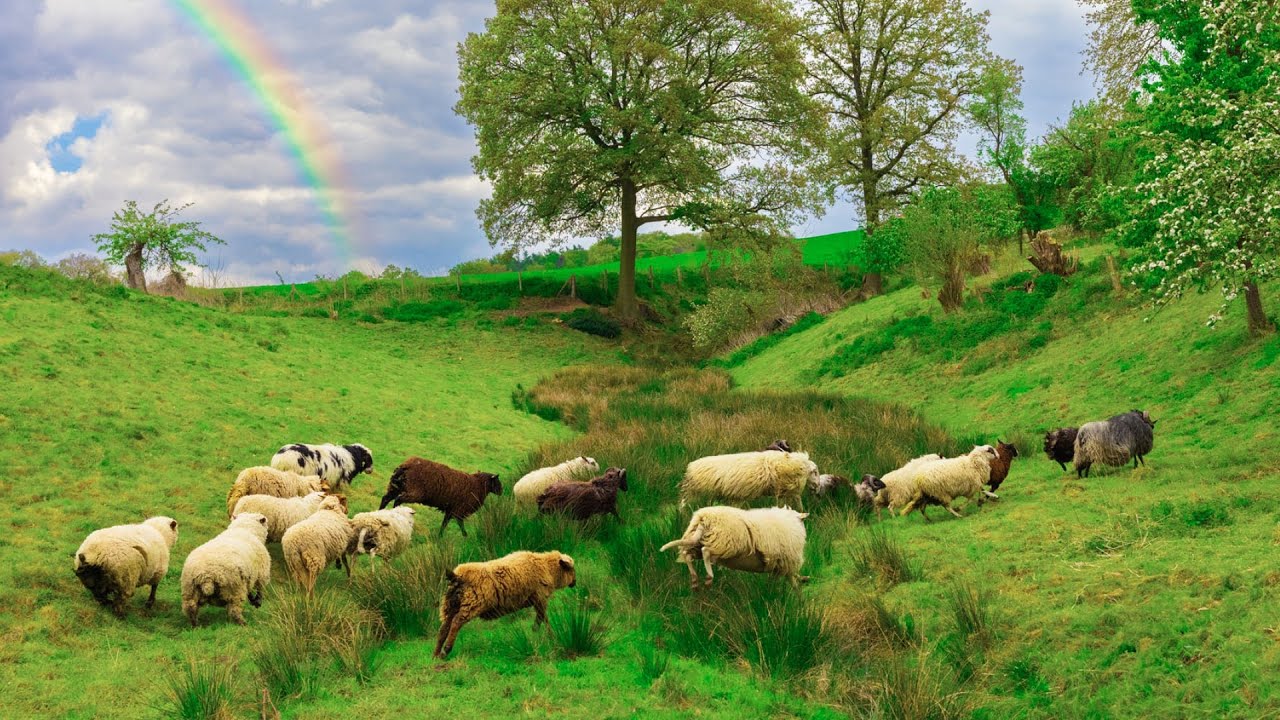 Rainbow Wool | Farm EN - YouTube