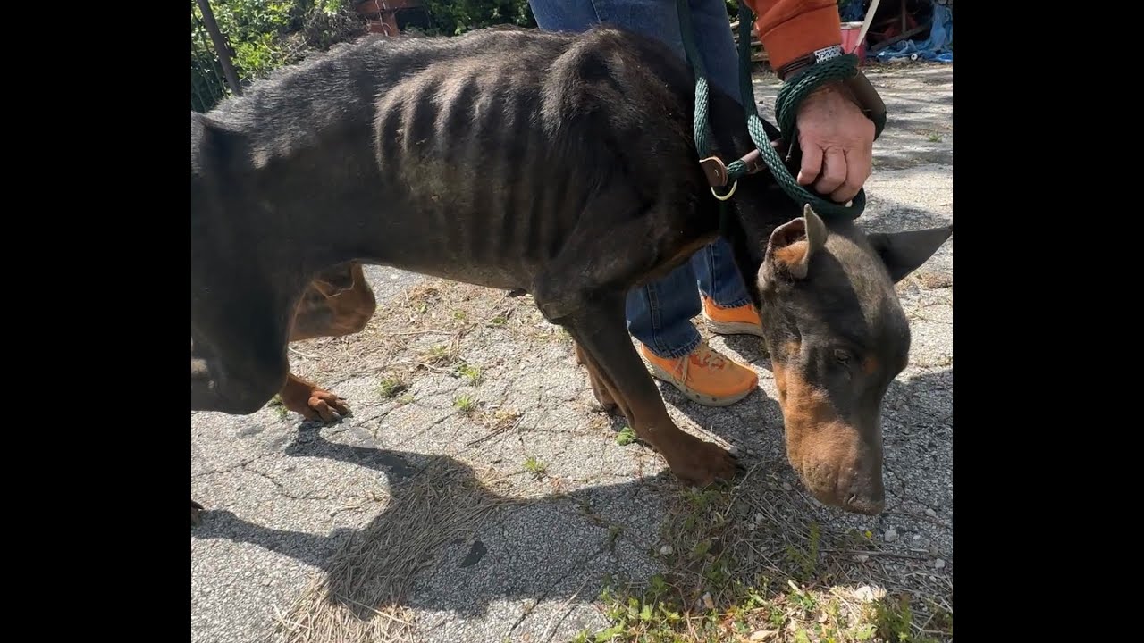 Look at this emaciated doberman we found - Stray Rescue of St.Louis ...