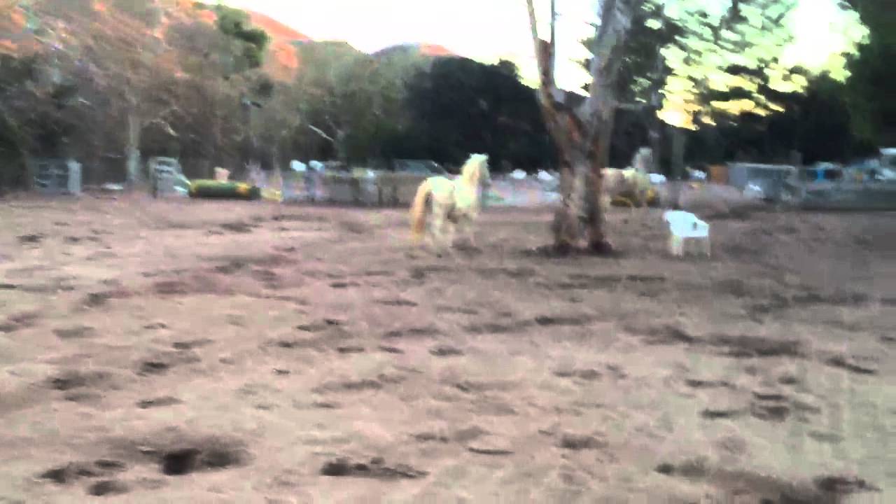 Columbo & Tau , running - YouTube