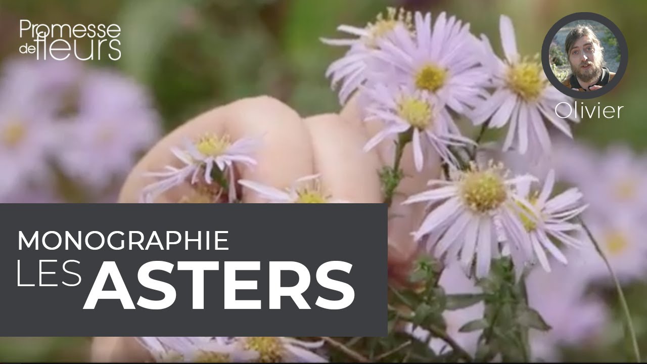 Monographie : Les asters - YouTube
