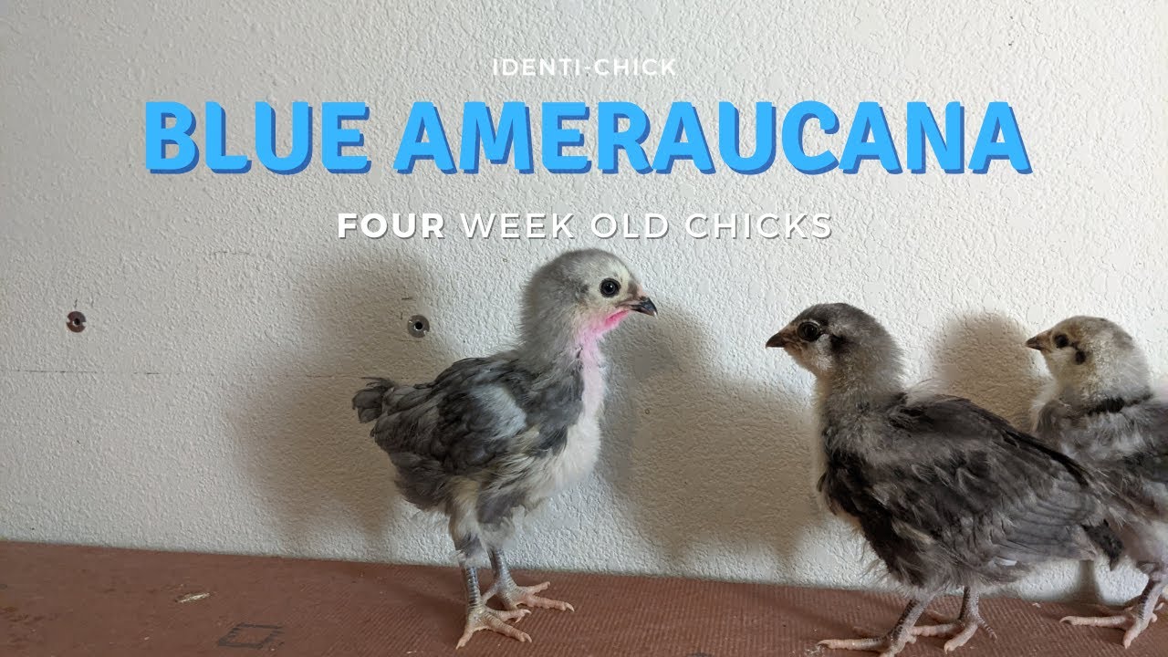 Blue Ameraucana: 4-Week-Old Chicks - YouTube