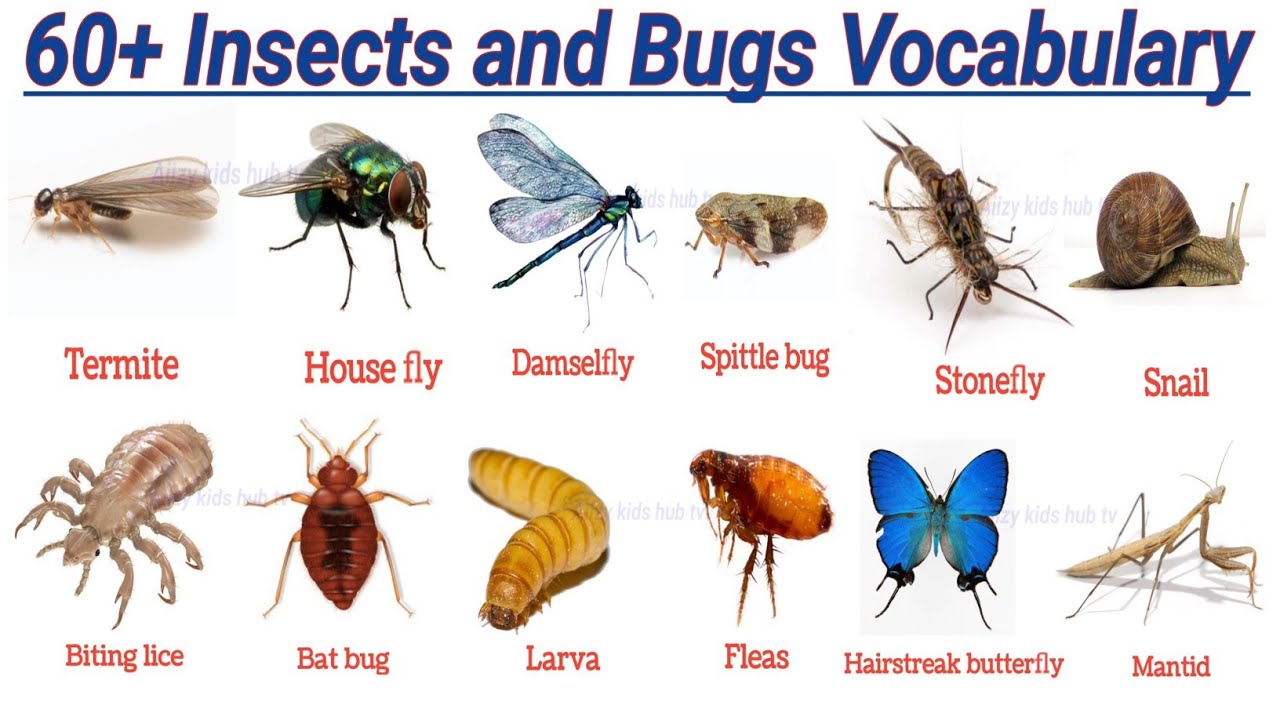 60+ Insect Vocabulary | Insects name and bugs name in English with ...