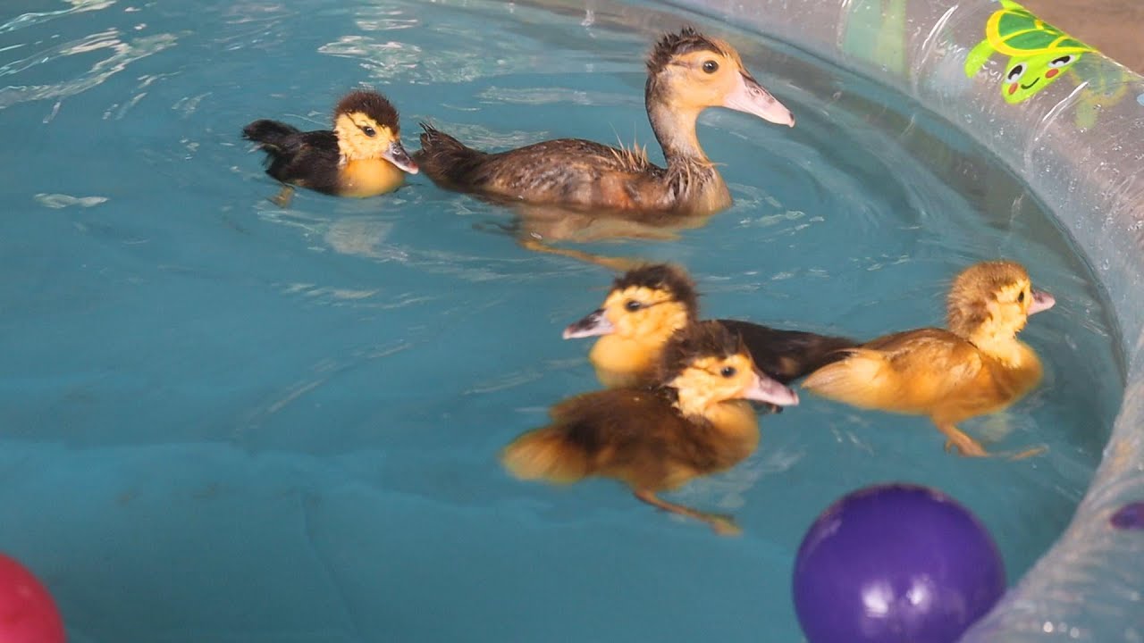 Bebek Bebek Lucu Melompat dan Berenang Bersama dikolam renang Besar ...
