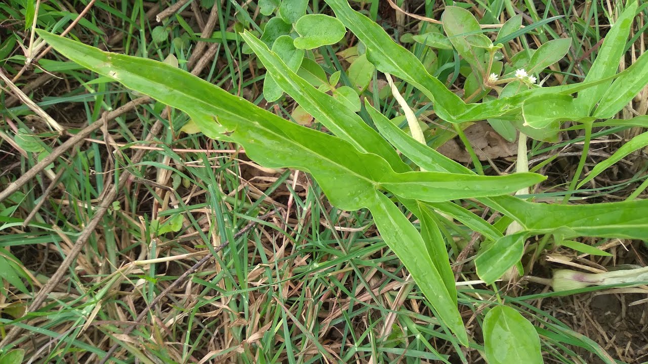 ramabanam plant రామభాణం మూలిక - YouTube