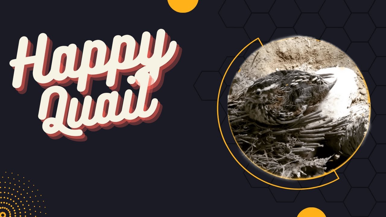 Happy Quail birds 💥💥 - YouTube