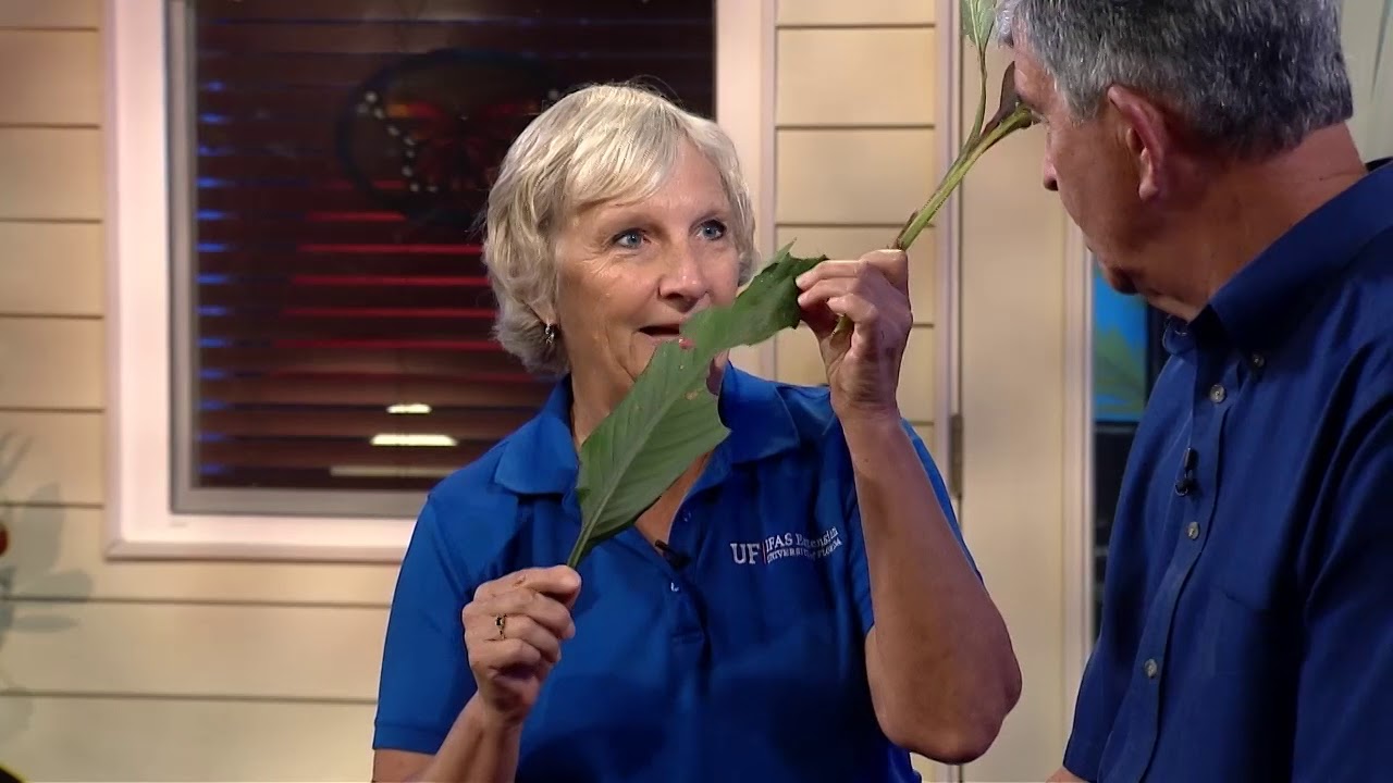 Extension Solutions | Canna Leaf Roller - YouTube