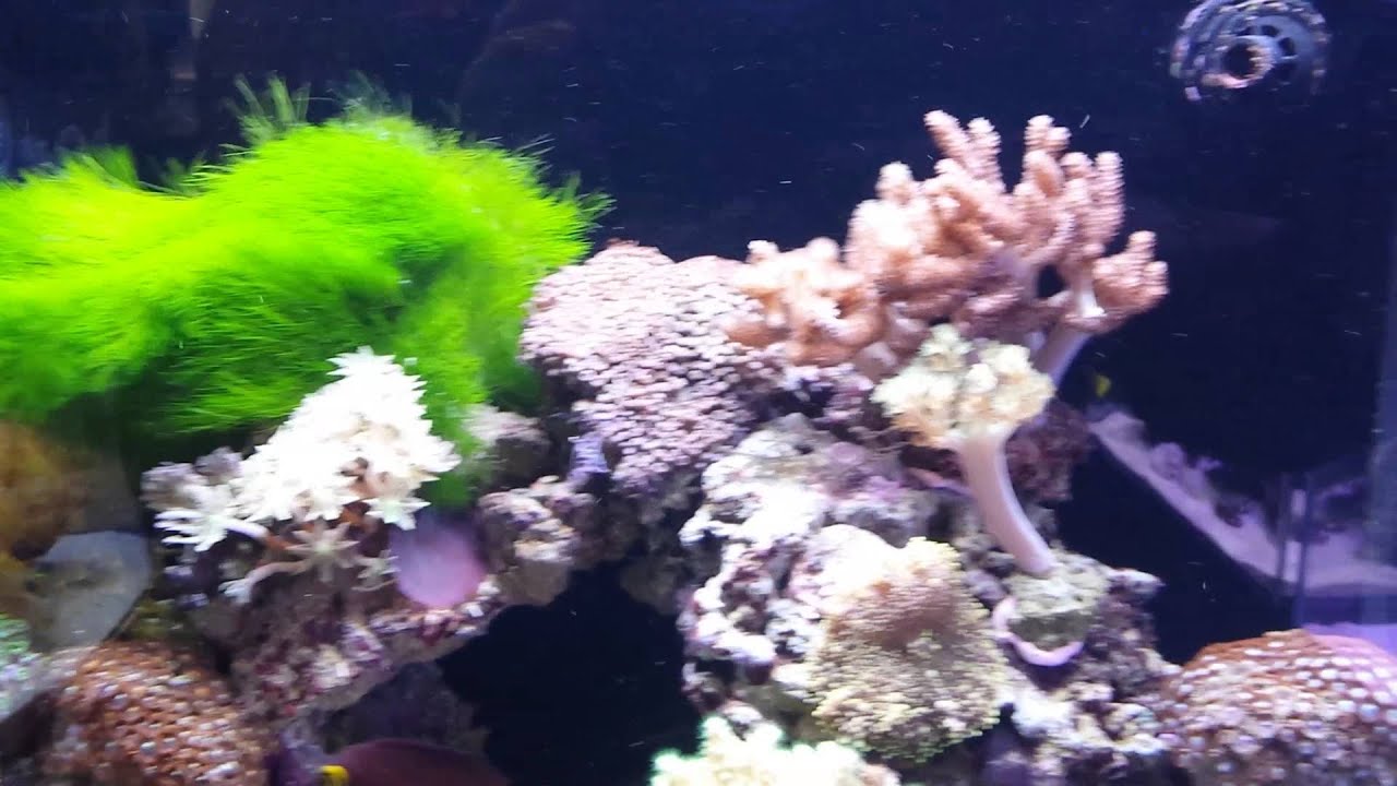 Red Sea Max C-130 display aquarium - YouTube