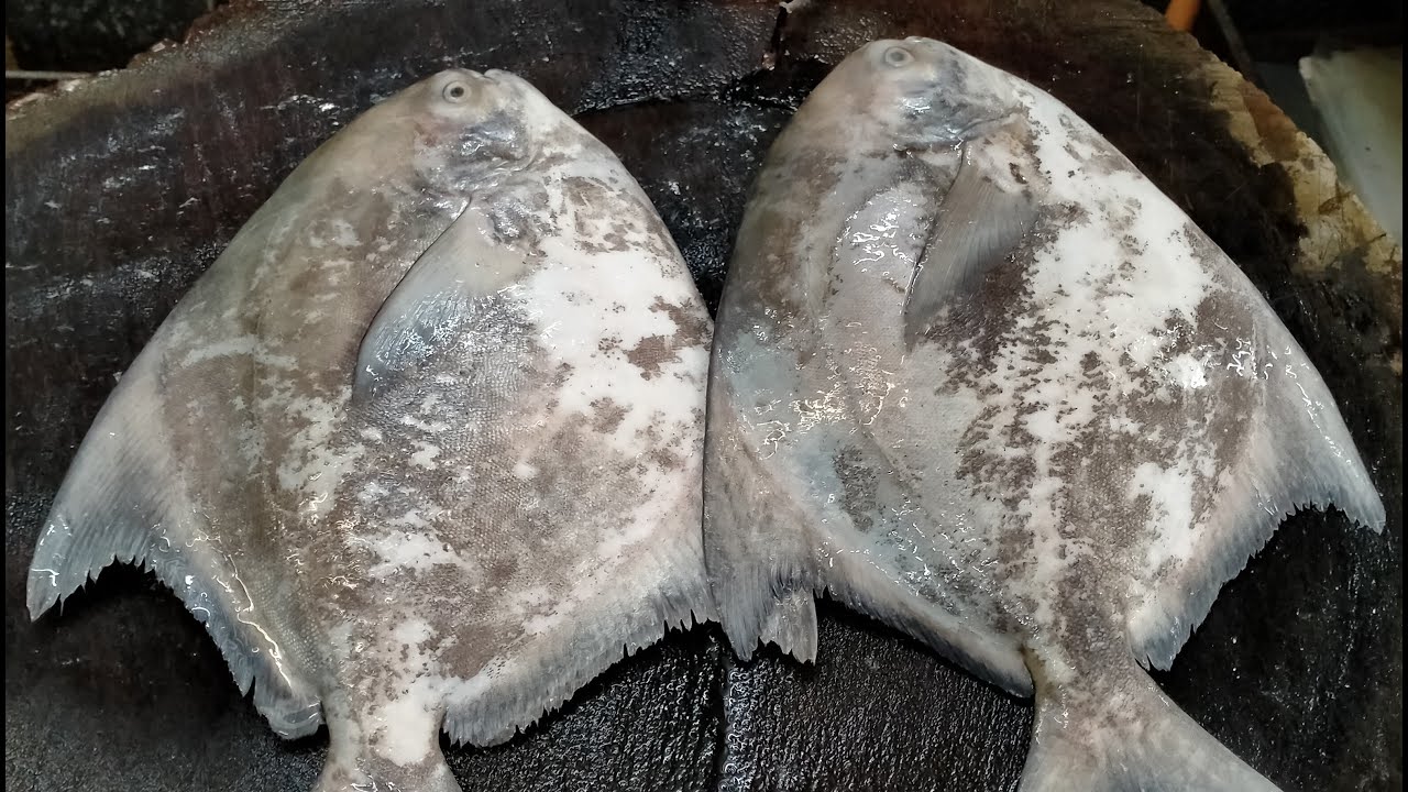 2 BIG CHINESE POMFRET | FISH CUTTING SKILLS | कापरी पापलेट। - YouTube