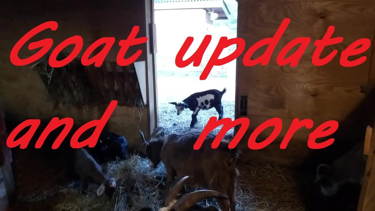 Update on the goats and another new member - YouTube