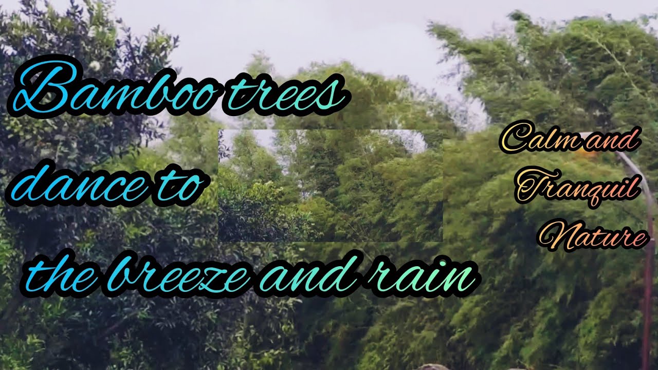 Bamboo Trees Dance to the Breeze and Rain - YouTube