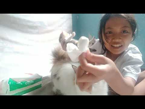 cara merangsang pipis kitten//queen nara paws