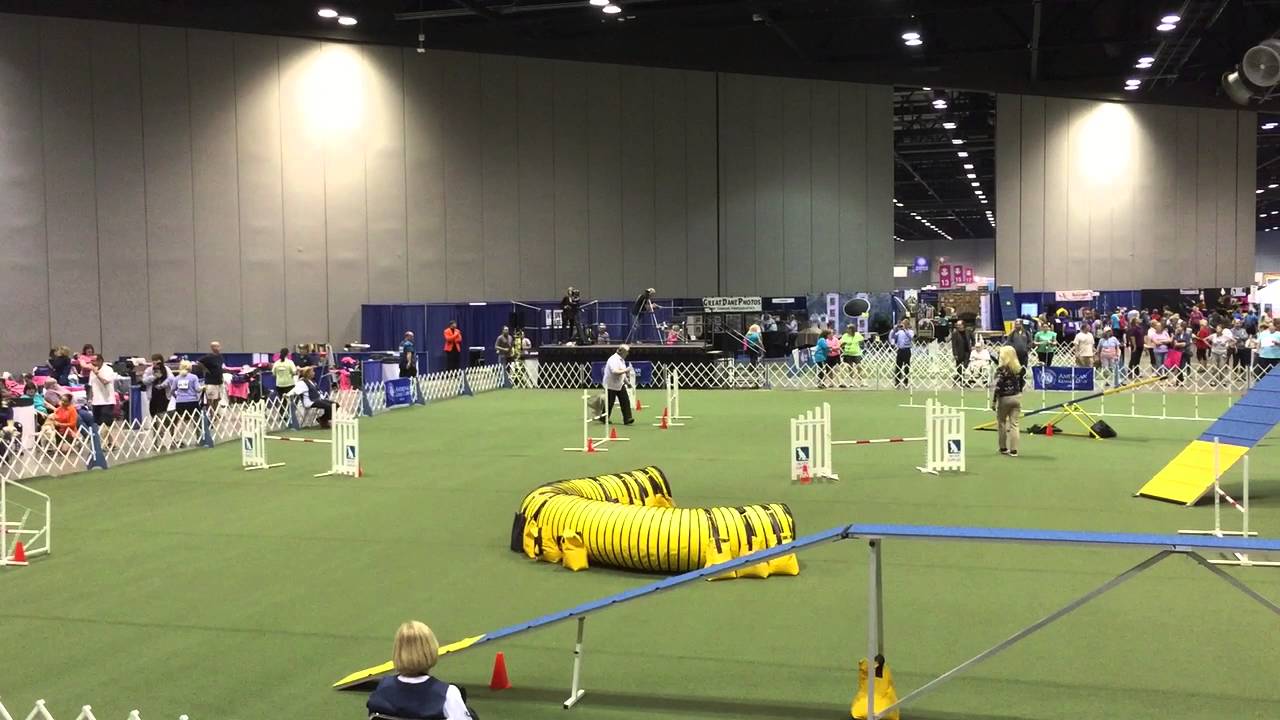 2015 AKC Agility Invitational • Story • Round 2 - YouTube