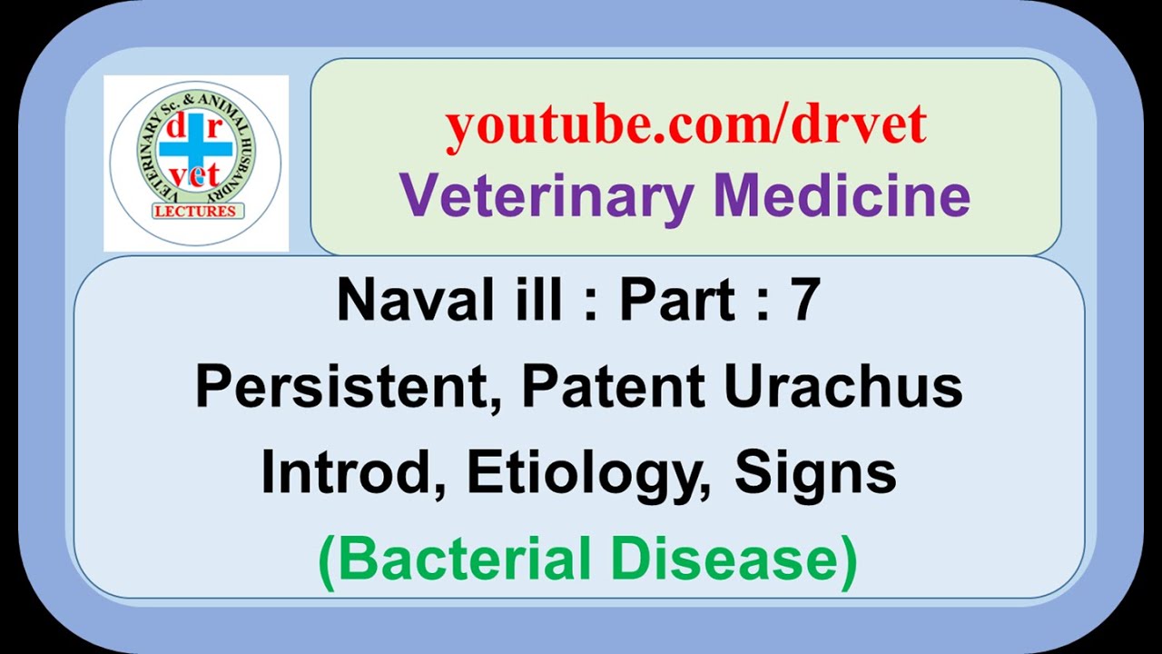Naval ill Part 7 : persistent urachus, patent urachus, naval ill in ...