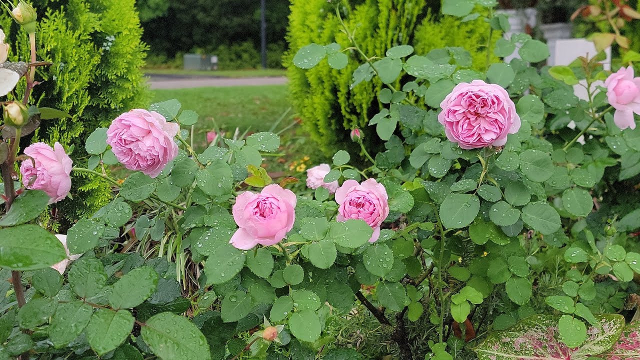 David Austin rose | Charles Rennie MacKintosh | Compact shrub | Great repeat | Mobile AL Zone 9a ...