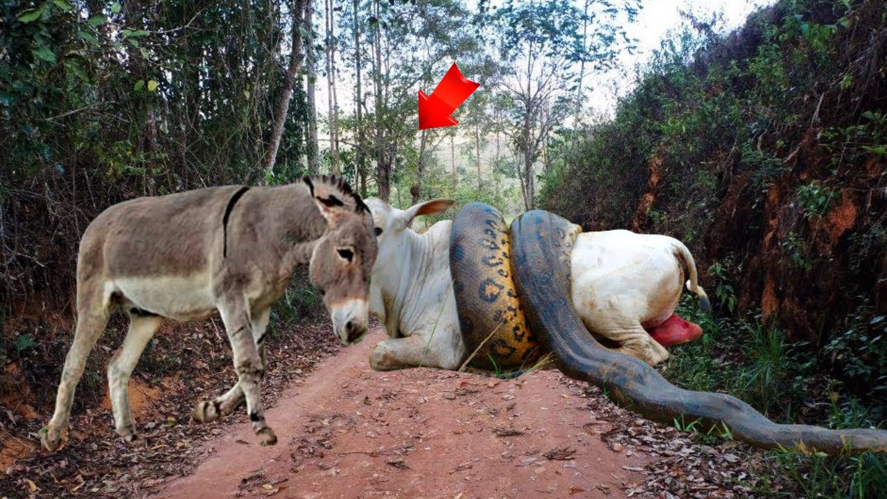 DONKEY ATTACKS COBRA TO SAVE COW? - YouTube