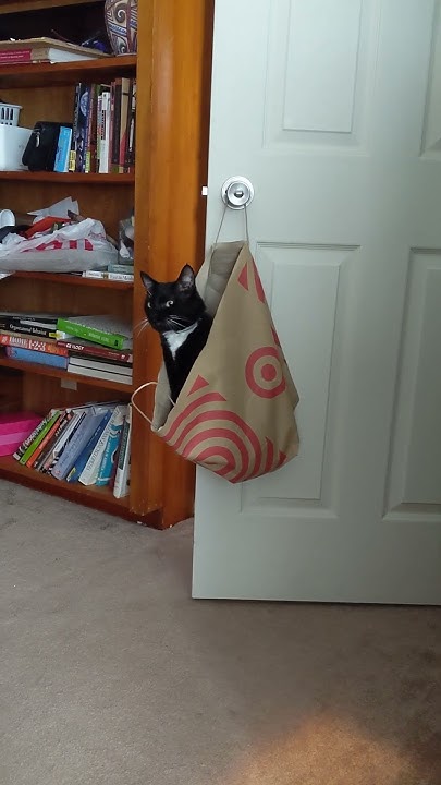 cats in the bag - YouTube