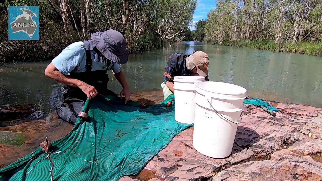 Running River Rainbowfish Update, April 2019. - YouTube