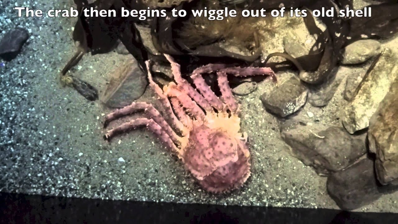 Red King Crab Molting - YouTube