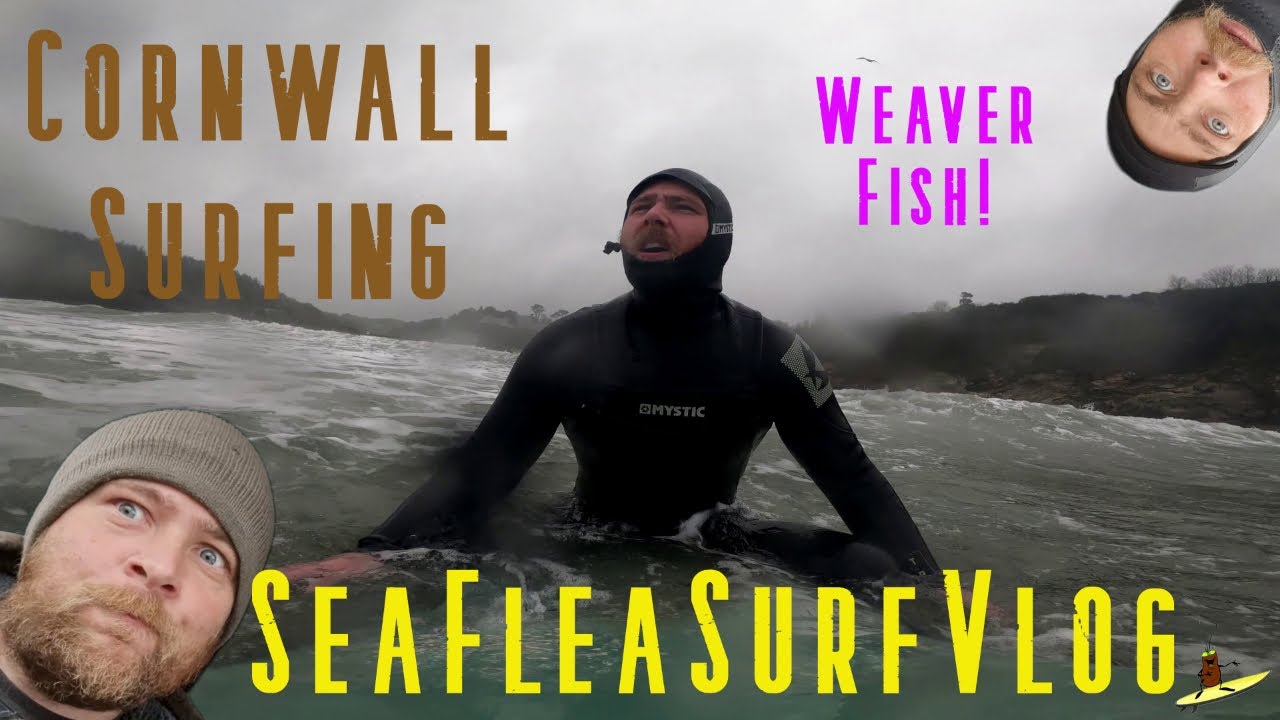 Maybe Weaver Fish! November! Cornwall Surfing. - YouTube