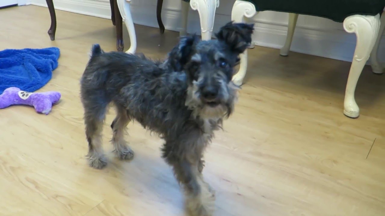 Schnauzer mix comes into rescue - YouTube