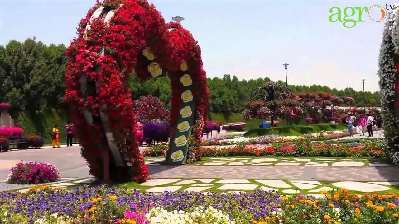 Agro TV-Dubai Miracle Garden, Taman Bunga Ajaib - YouTube