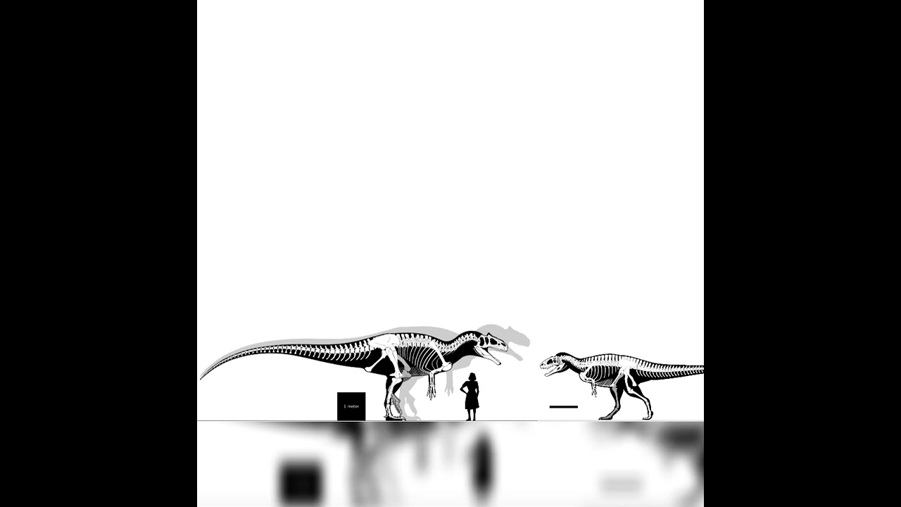 Saurophaganax And Sinraptor Size Comparison - YouTube