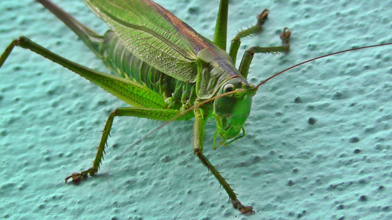Grasshopper Close Up on My House Wall 2015 - YouTube