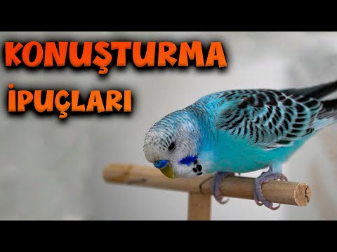 Muhabbet kuşu konuşturma Teknikleri ve ipuçları