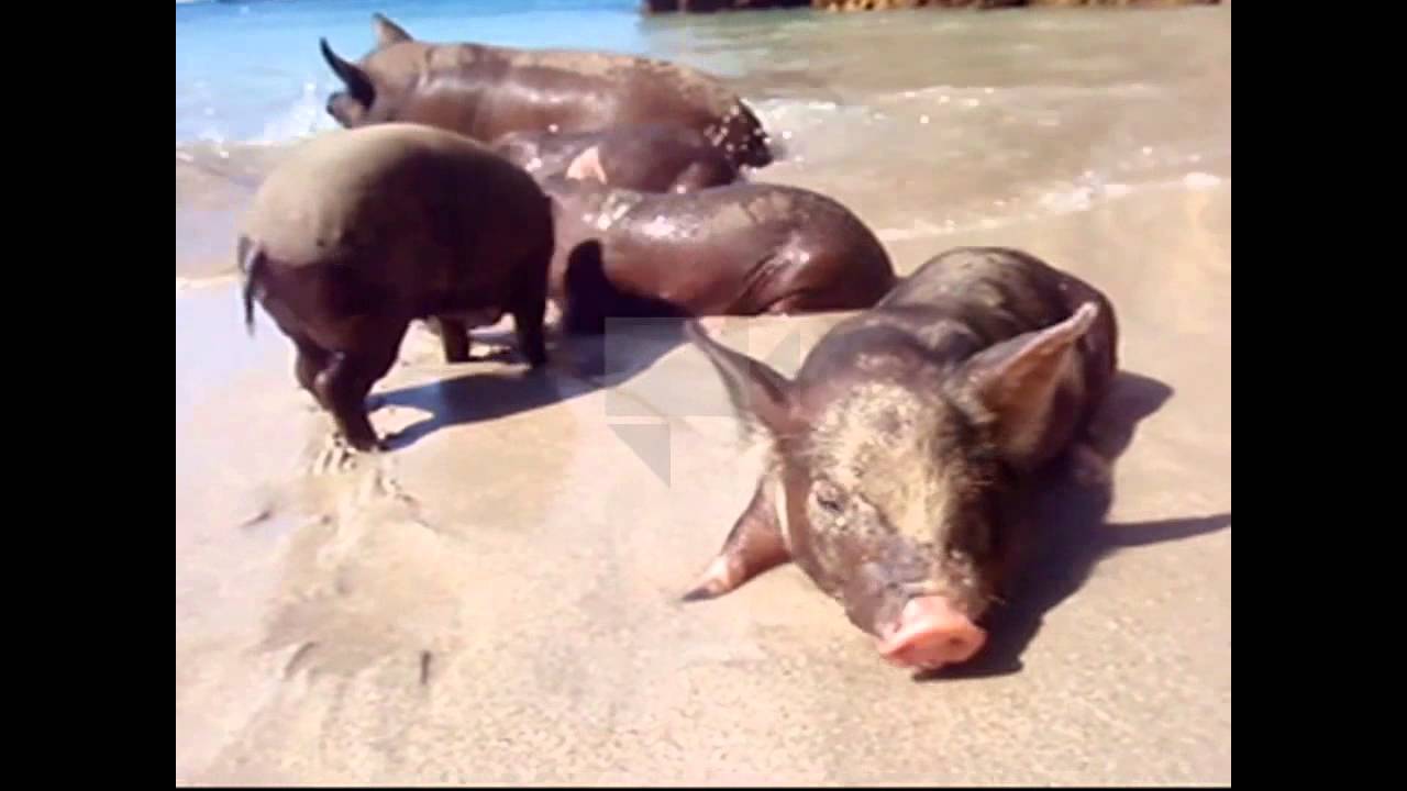 Wild boars on Costa Rica beach - YouTube