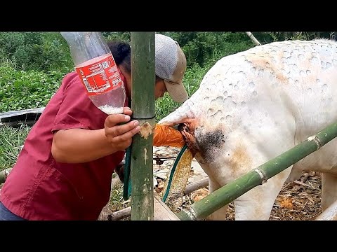 My Ethnoveterinary Experience: Uterine Flushing of a Cow with Guava ...