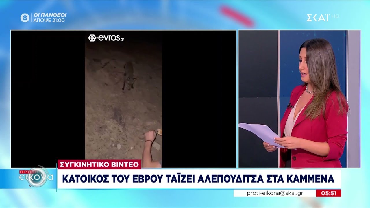 Συγκινητικό βίντεο: Κάτοικος του Έβρου ταΐζει αλεπουδίτσα στα καμένα ...