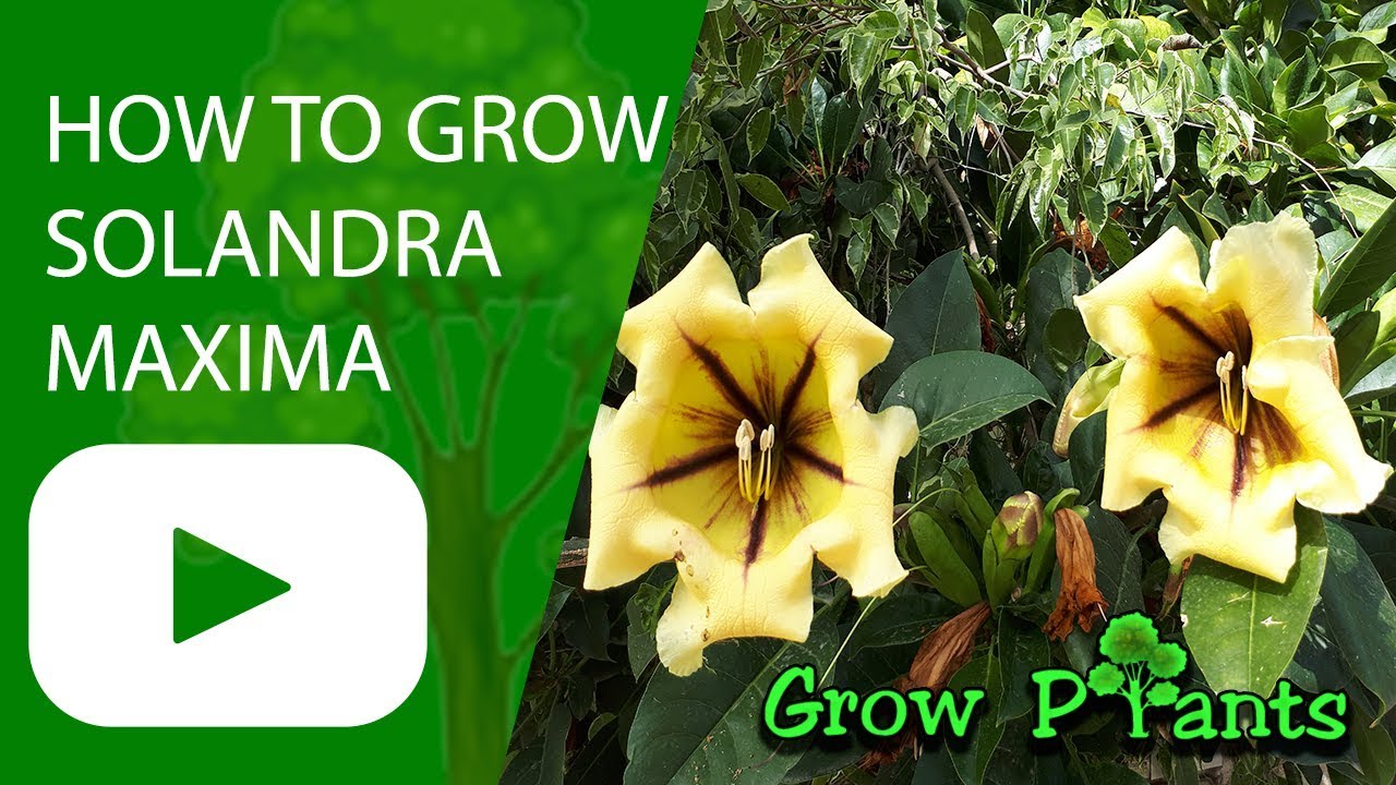 How to grow Solandra maxima - YouTube