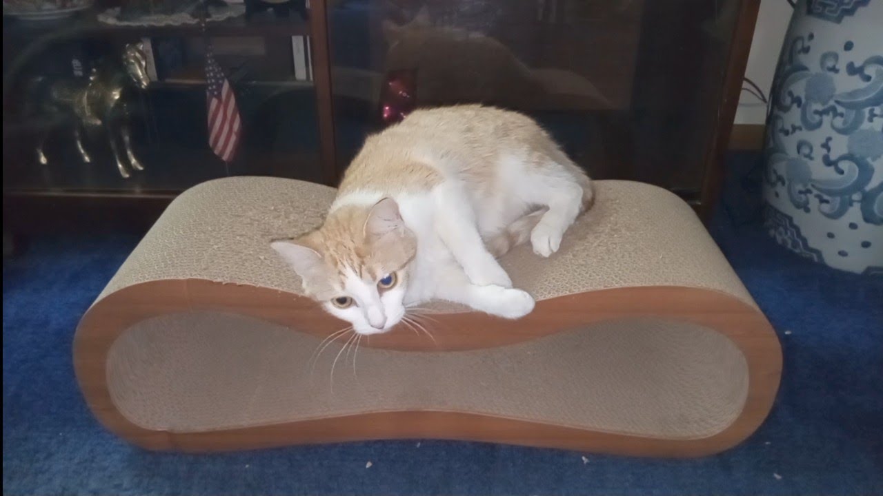 Happy Cat Playing - YouTube