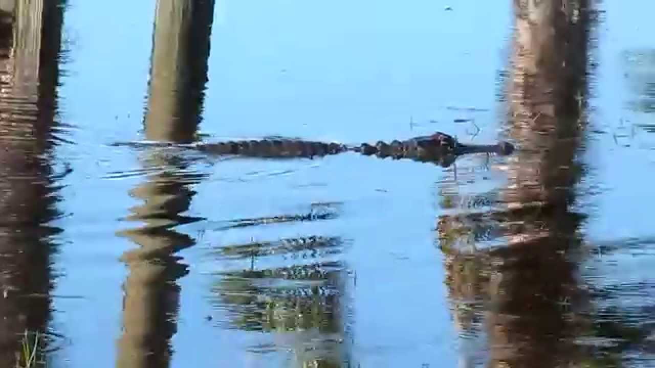 Lake Jesup October 2014 - YouTube