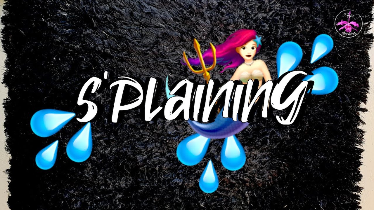 What's Going / Not Going On? I have S'plaining to do 🥹 #ninjaorchids ...