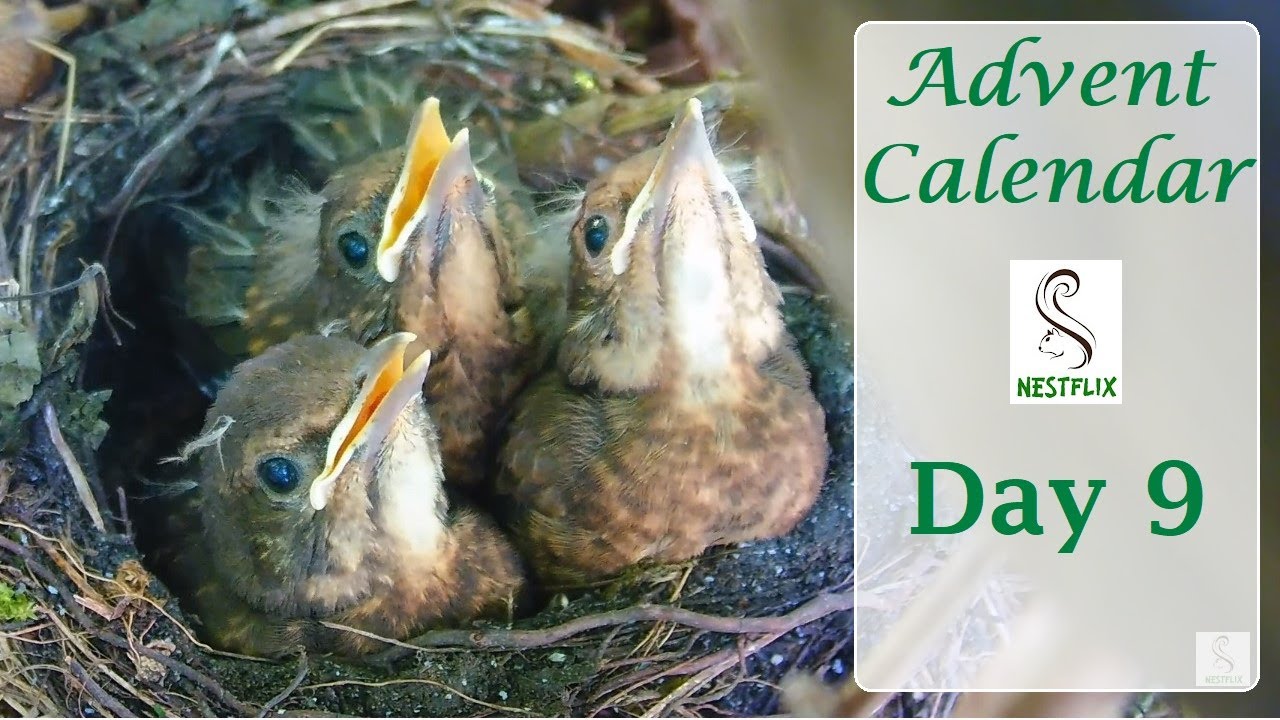 Adventskalender: 9. Dezember, Alarm am Amselnest 💥| Advent Day 9: Alarm ...