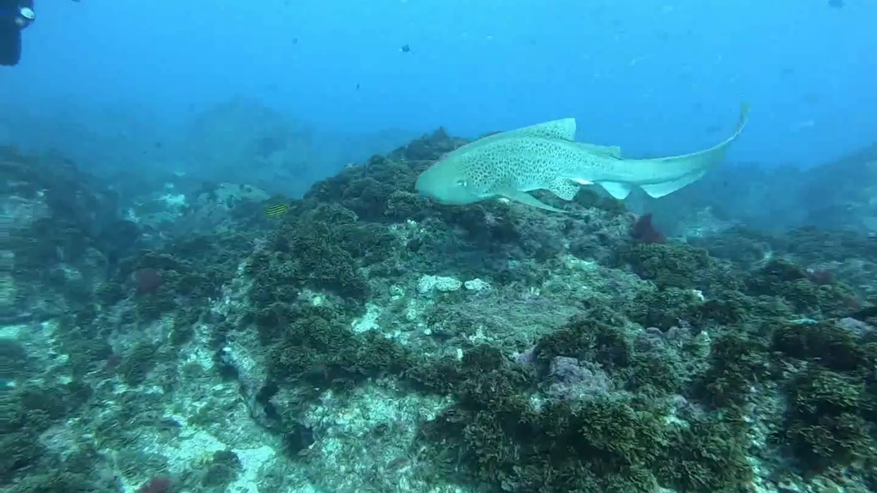 Leopard Shark spotted at Julian Rocks, Byron Bay, Australia - YouTube