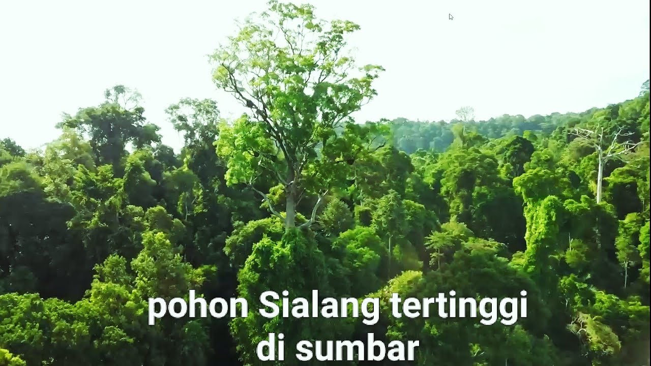 @qharinalebahchannel1518 panen Sialang pohon tertinggi disumbar ...