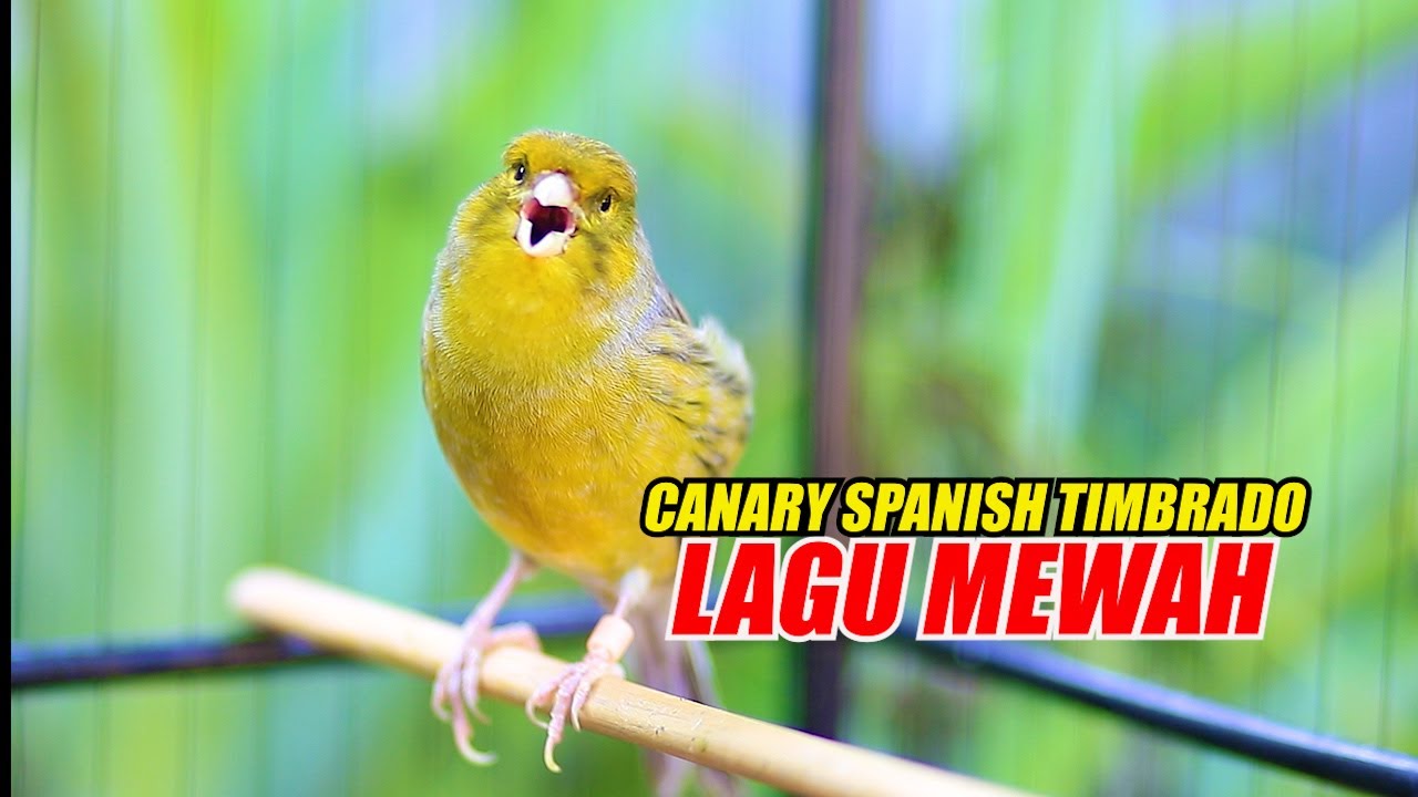 CANARY SPANISH TIMBRADO GACOR, MASTERAN KENARI JUARA - YouTube