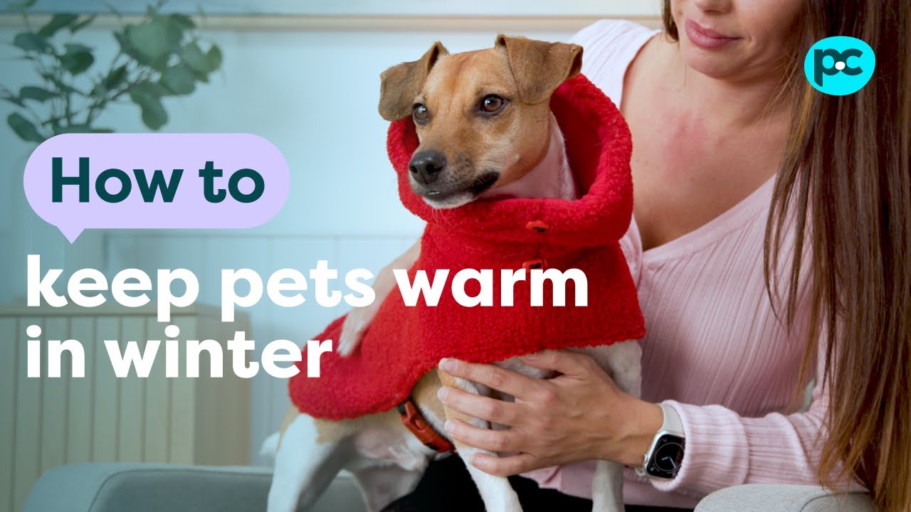 How to keep your #pets warm in winter | PET CIRCLE - YouTube