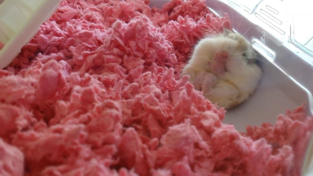 Super Cute Hamster Grooming - YouTube