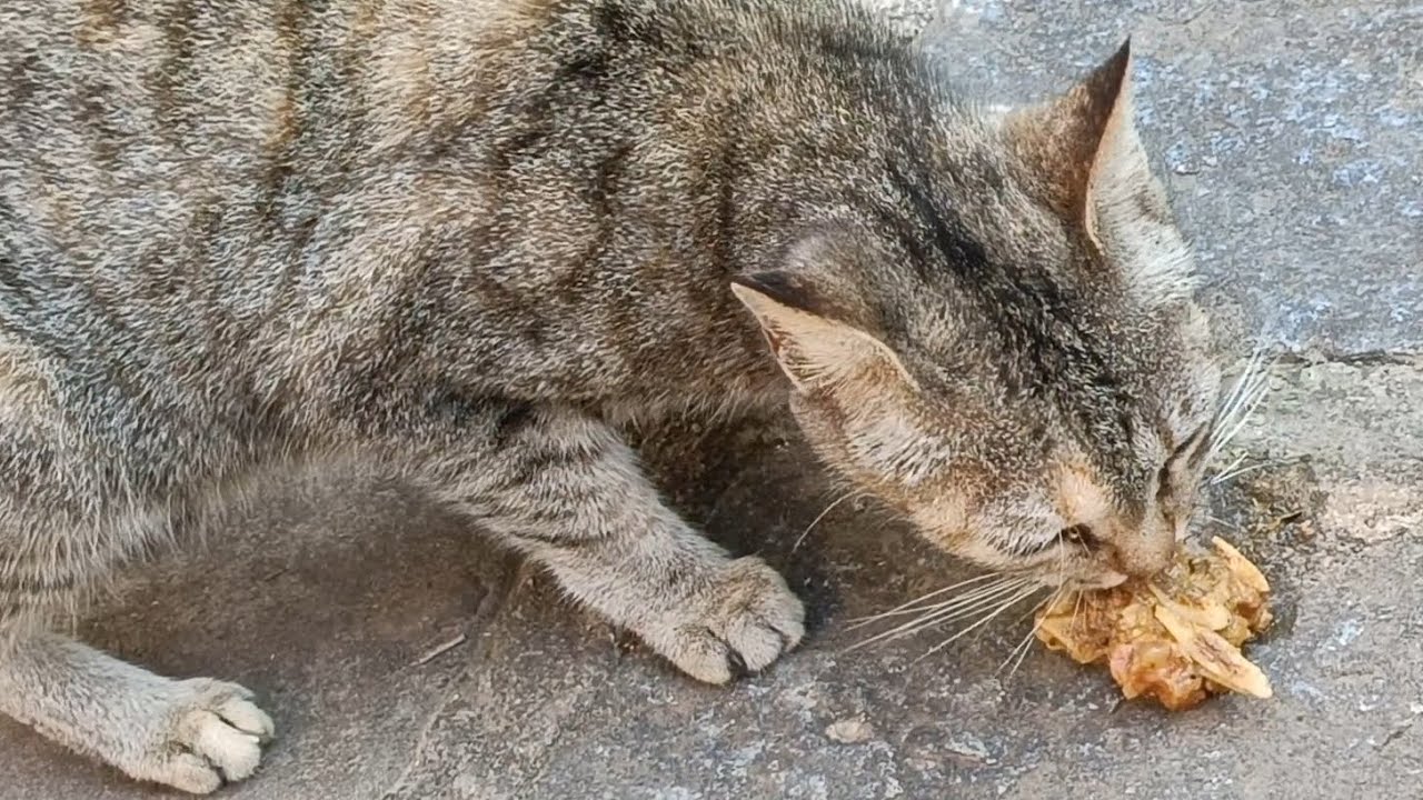 😱my home cat likes mutton - YouTube